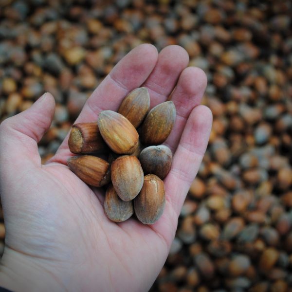 Roughway Farm | Online Fresh Produce | Kent Cobnuts