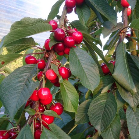 Roughway Farm | Online Fresh Produce | Kent Cobnuts