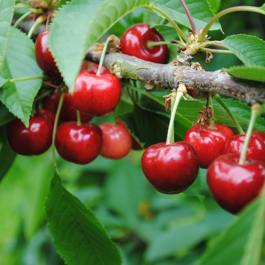 Roughway Farm | Kent Cobnuts