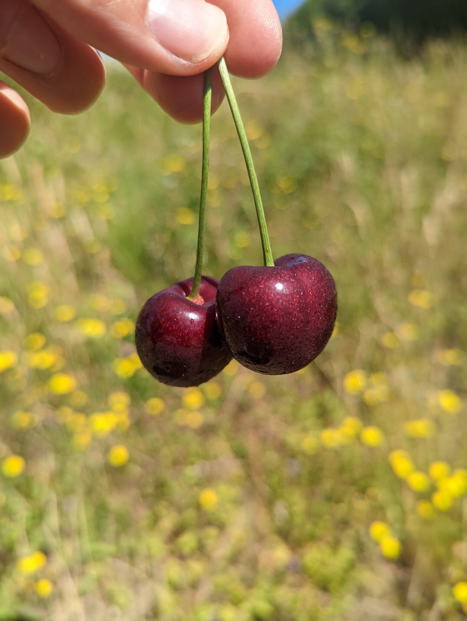 Roughway Farm | Online Fresh Produce | Kent Cobnuts