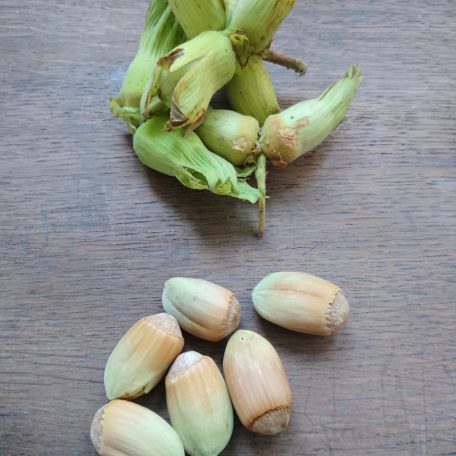 Roughway Farm | Online Fresh Produce | Kent Cobnuts