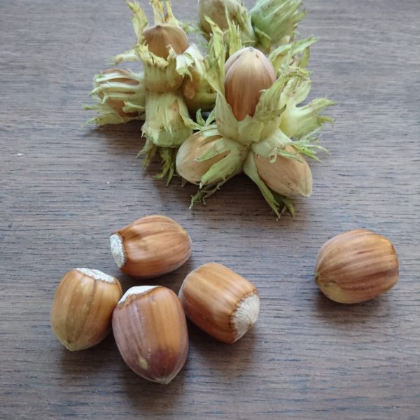 Roughway Farm | Online Fresh Produce | Kent Cobnuts