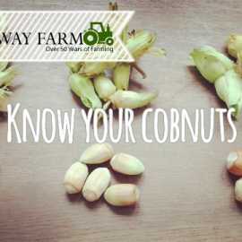 Roughway Farm | Kent Cobnuts