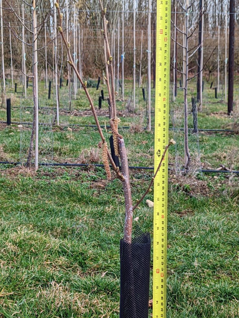 Roughway Farm | Online Fresh Produce | Kent Cobnuts