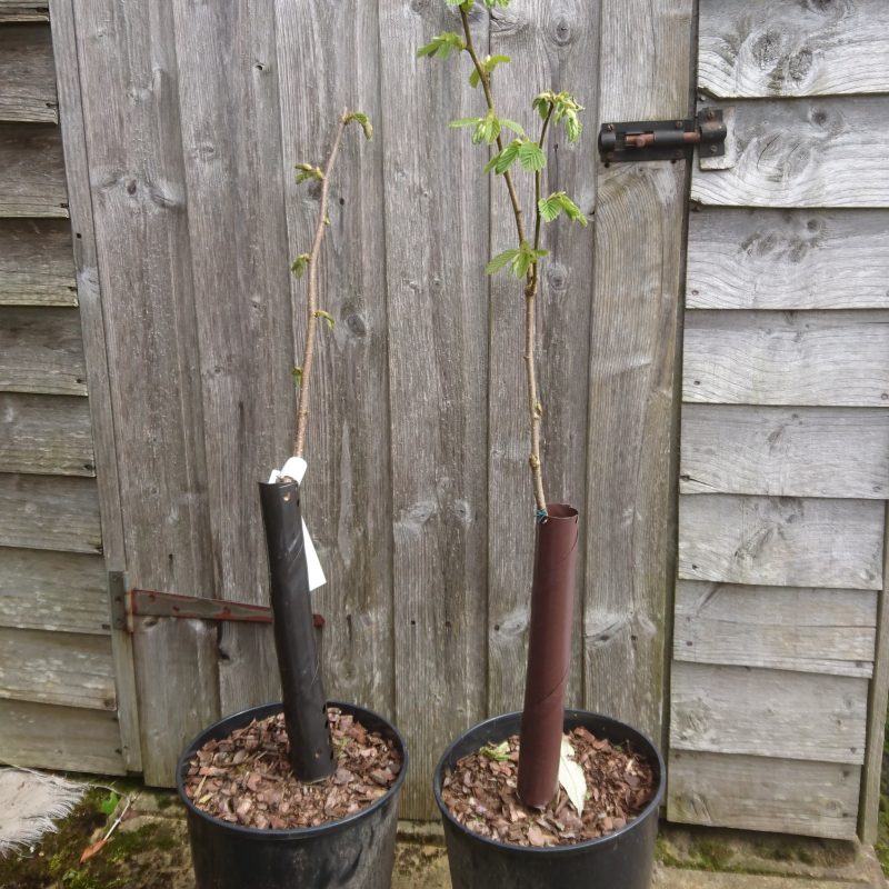 Roughway Farm | Online Fresh Produce | Kent Cobnuts