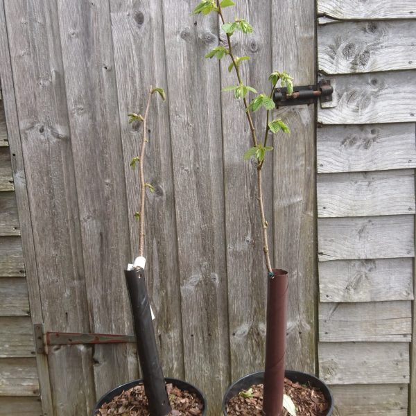 Roughway Farm | Online Fresh Produce | Kent Cobnuts