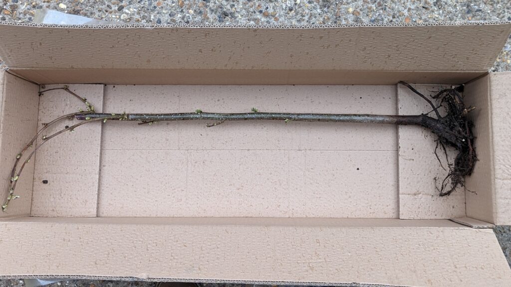 Roughway Farm | Online Fresh Produce | Kent Cobnuts