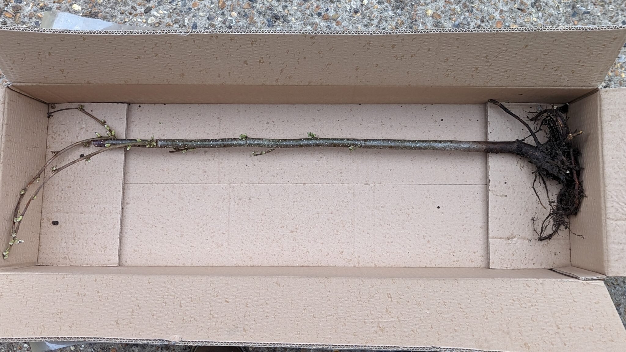 Roughway Farm | Online Fresh Produce | Kent Cobnuts