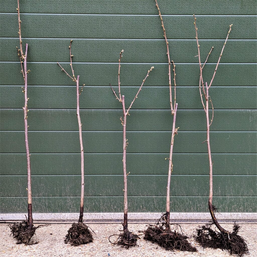 Roughway Farm | Online Fresh Produce | Kent Cobnuts