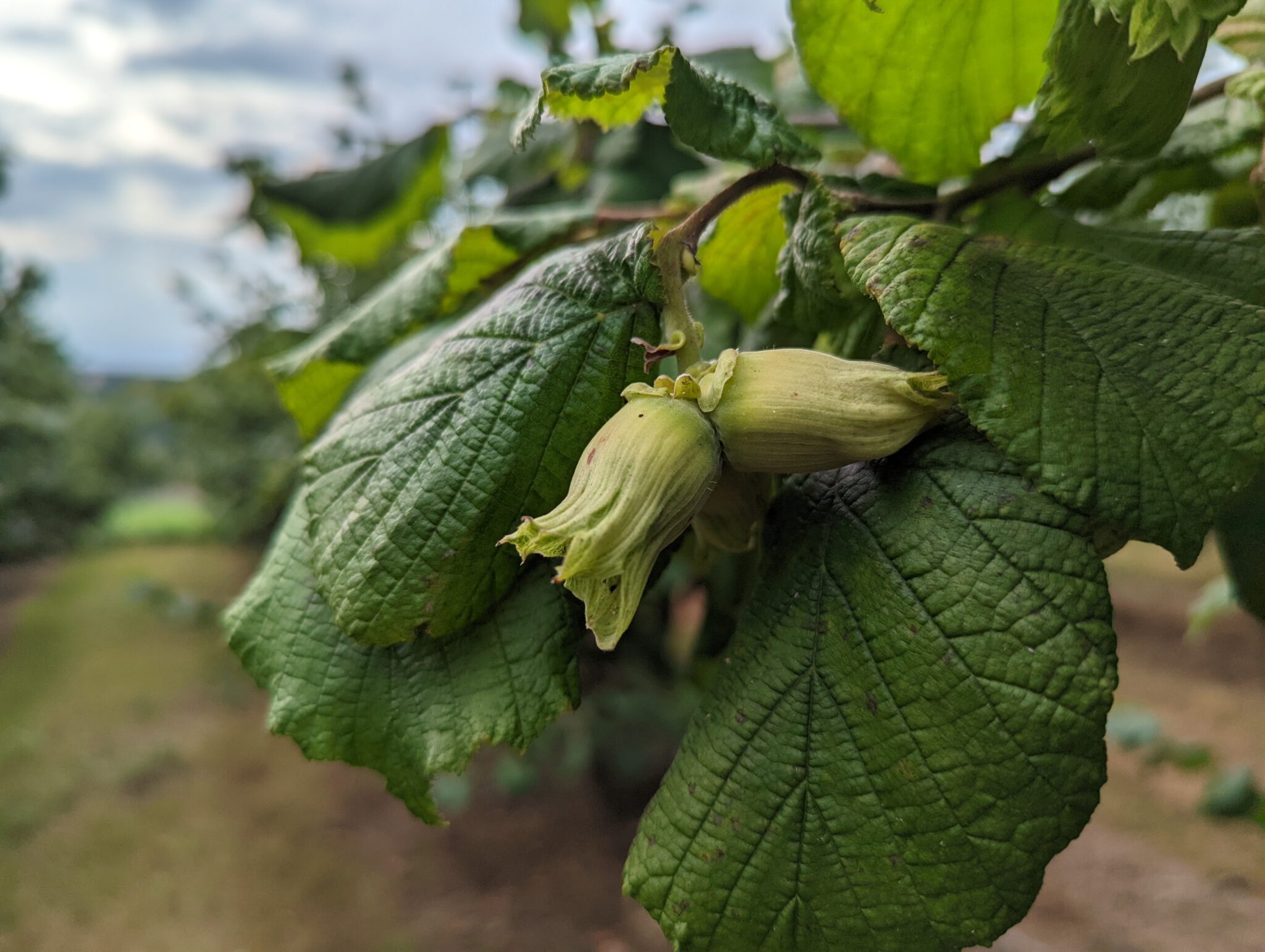 Roughway Farm | Online Fresh Produce | Kent Cobnuts