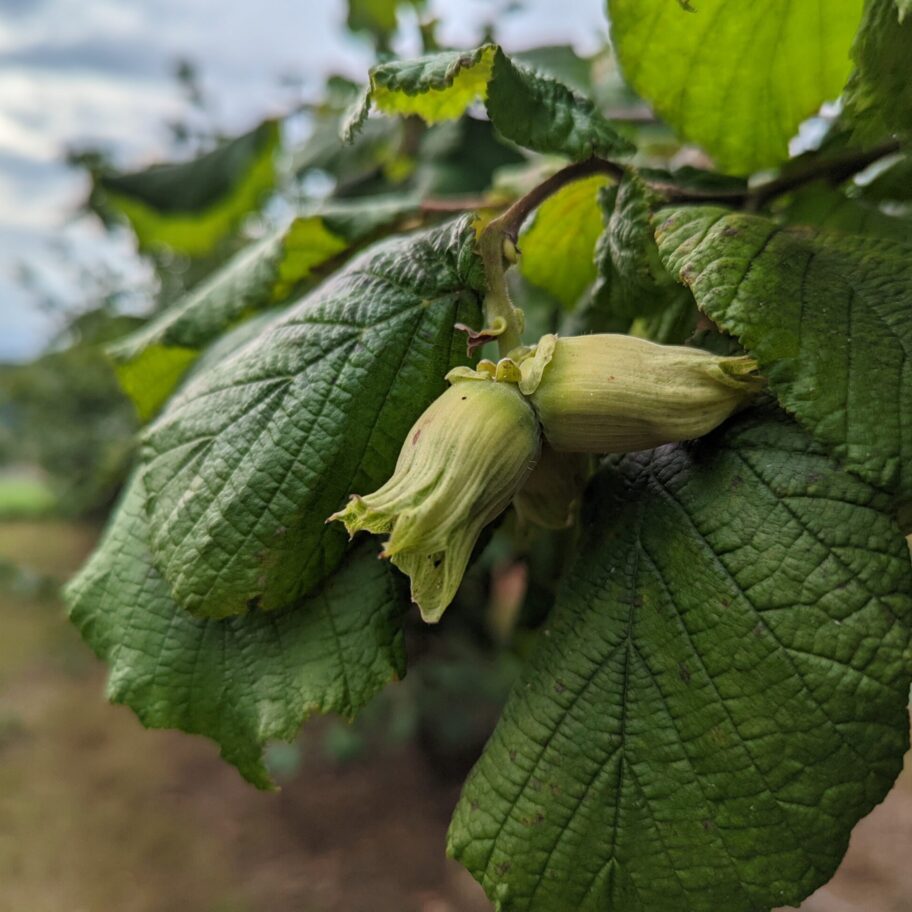 Roughway Farm | Online Fresh Produce | Kent Cobnuts