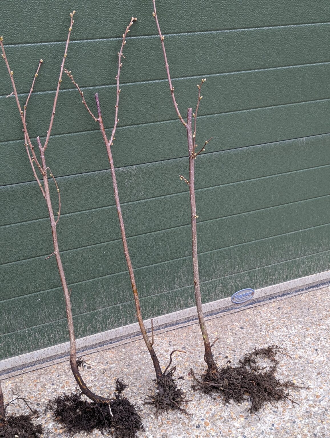 Roughway Farm | Online Fresh Produce | Kent Cobnuts