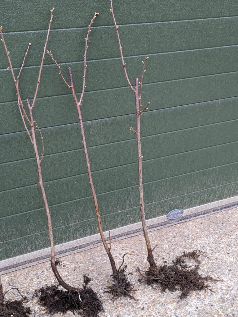 Roughway Farm | Online Fresh Produce | Kent Cobnuts