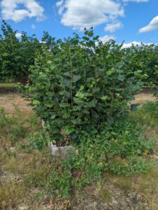 Roughway Farm | Online Fresh Produce | Kent Cobnuts