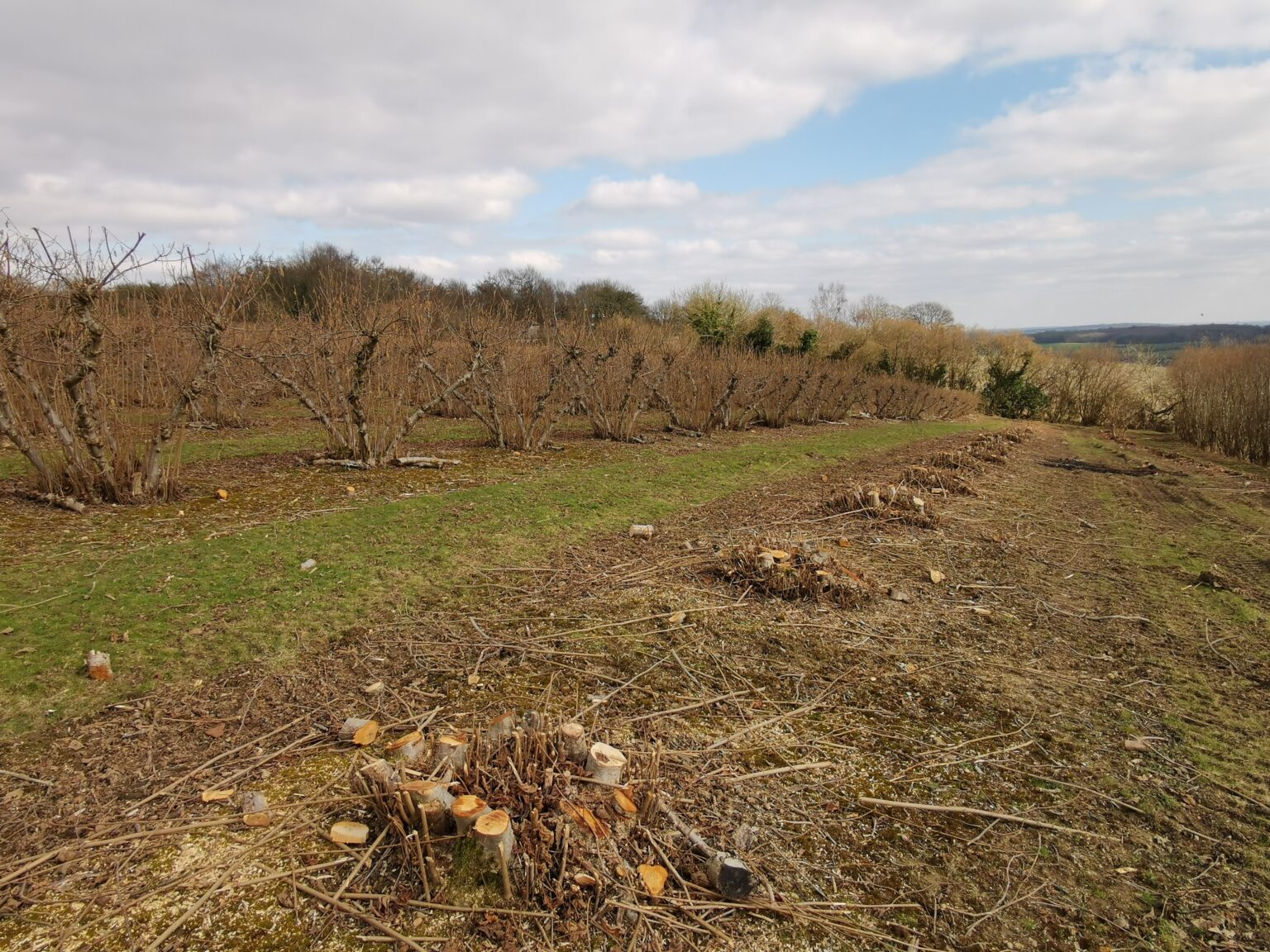 Roughway Farm | Online Fresh Produce | Kent Cobnuts