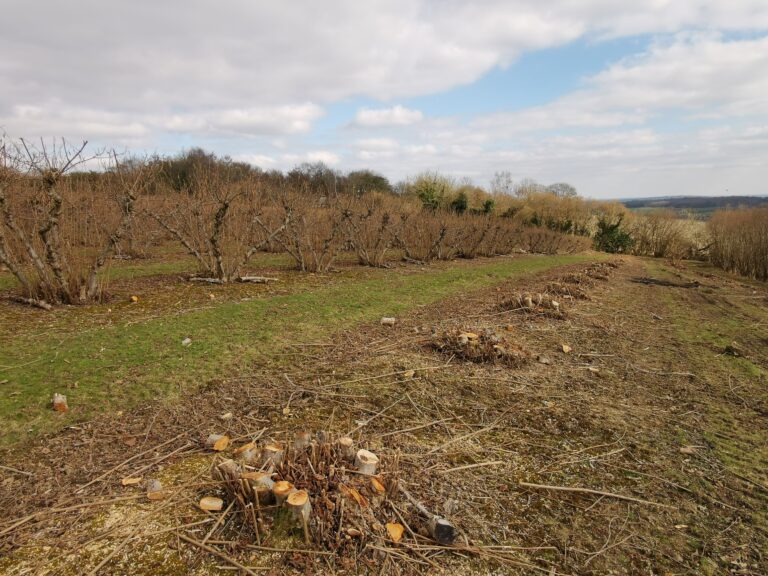 Roughway Farm | Online Fresh Produce | Kent Cobnuts