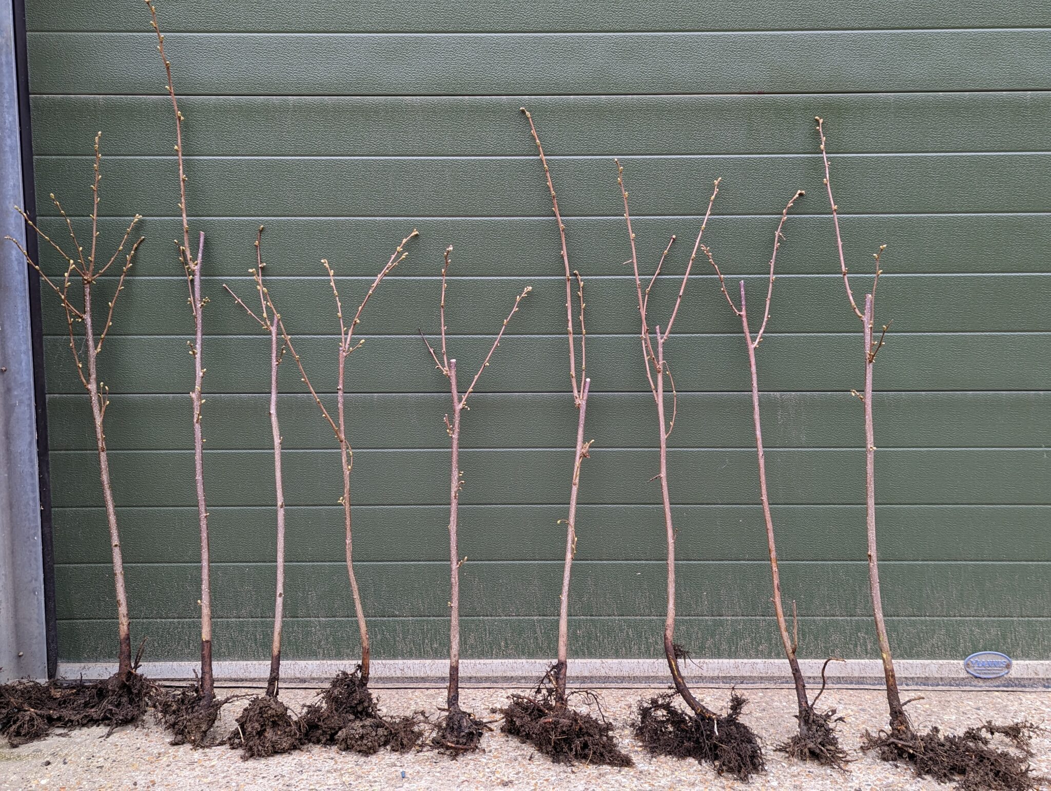 Roughway Farm | Online Fresh Produce | Kent Cobnuts