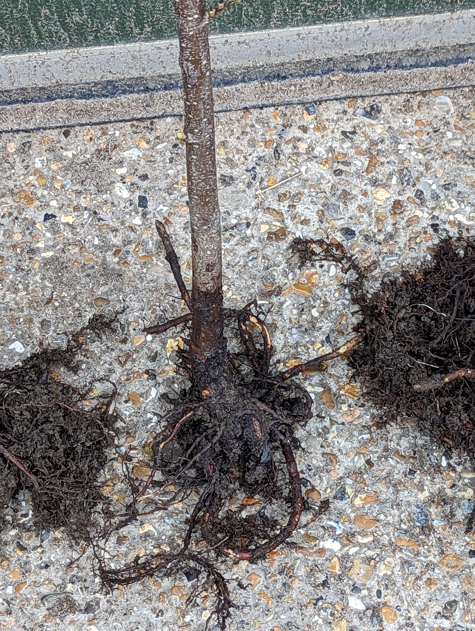 Roughway Farm | Online Fresh Produce | Kent Cobnuts