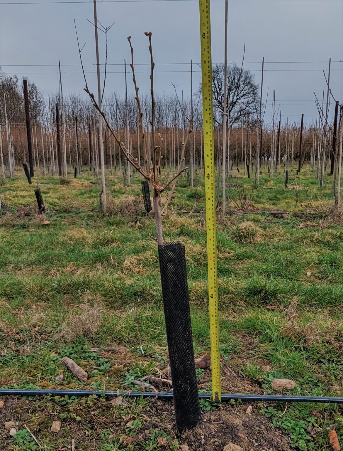 Roughway Farm | Online Fresh Produce | Kent Cobnuts