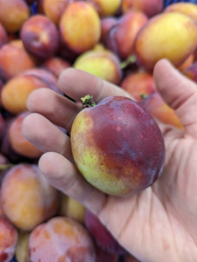 Roughway Farm | Online Fresh Produce | Kent Cobnuts