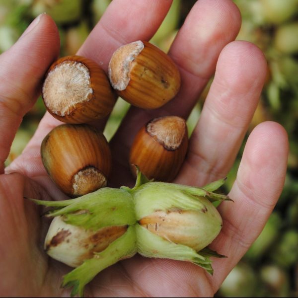 Roughway Farm | Online Fresh Produce | Kent Cobnuts