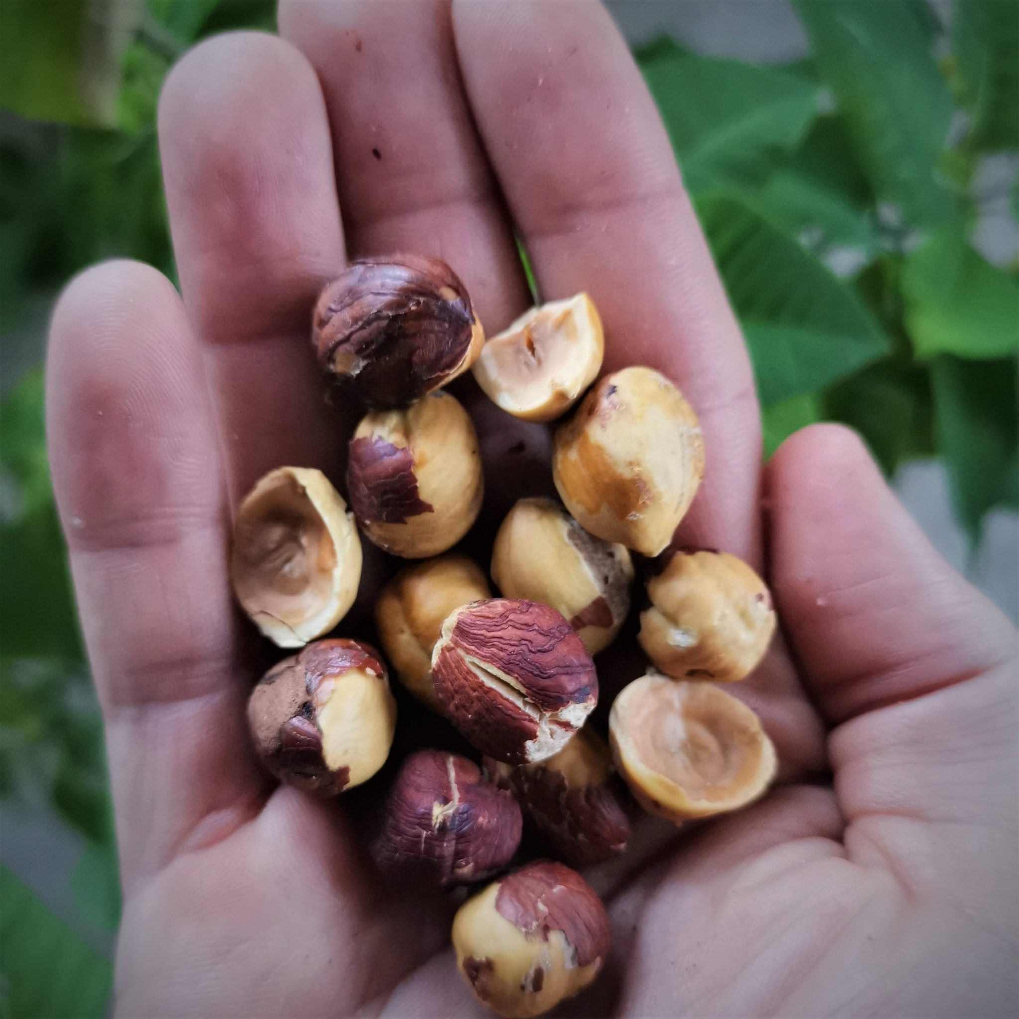 Roughway Farm | Online Fresh Produce | Kent Cobnuts
