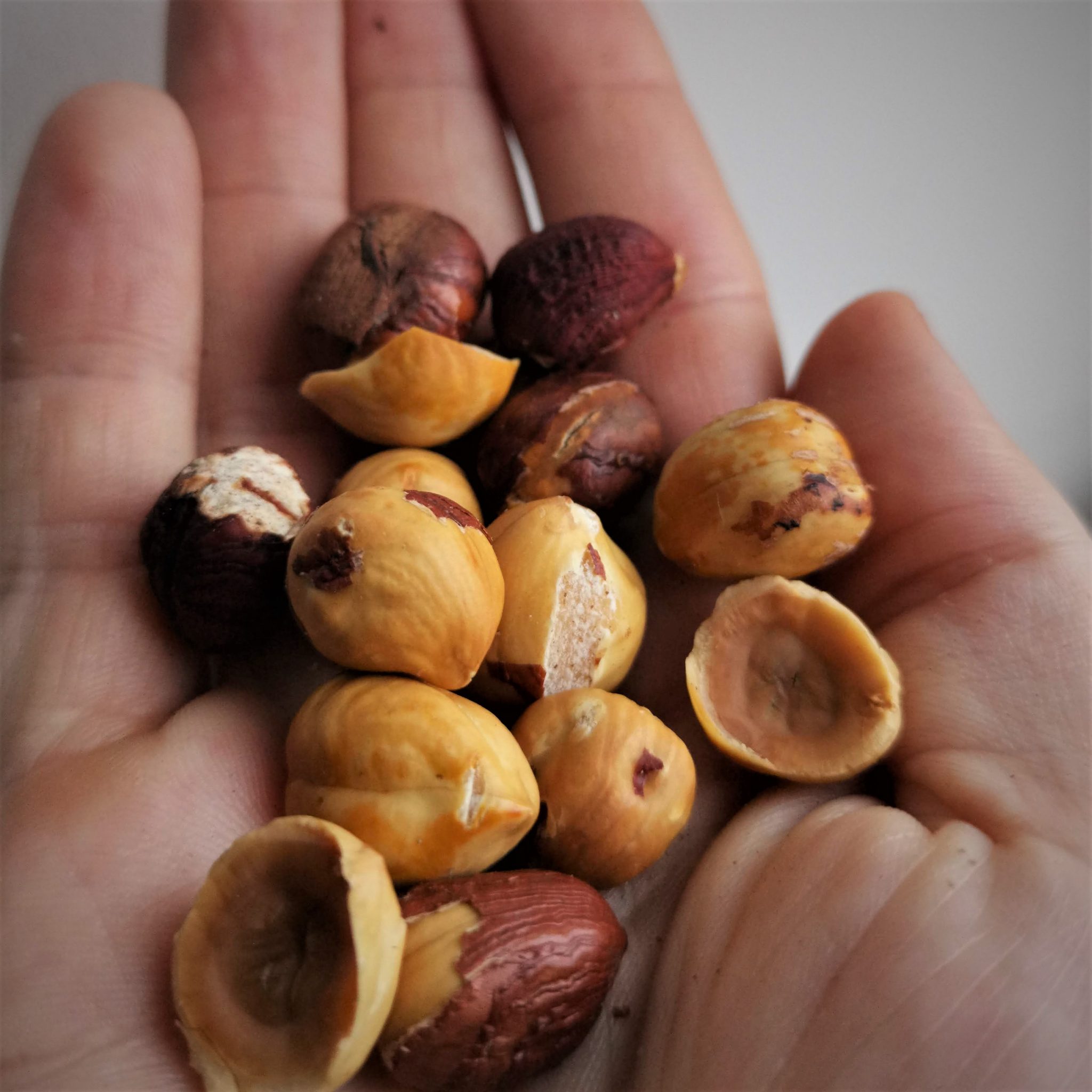 Roughway Farm | Online Fresh Produce | Kent Cobnuts