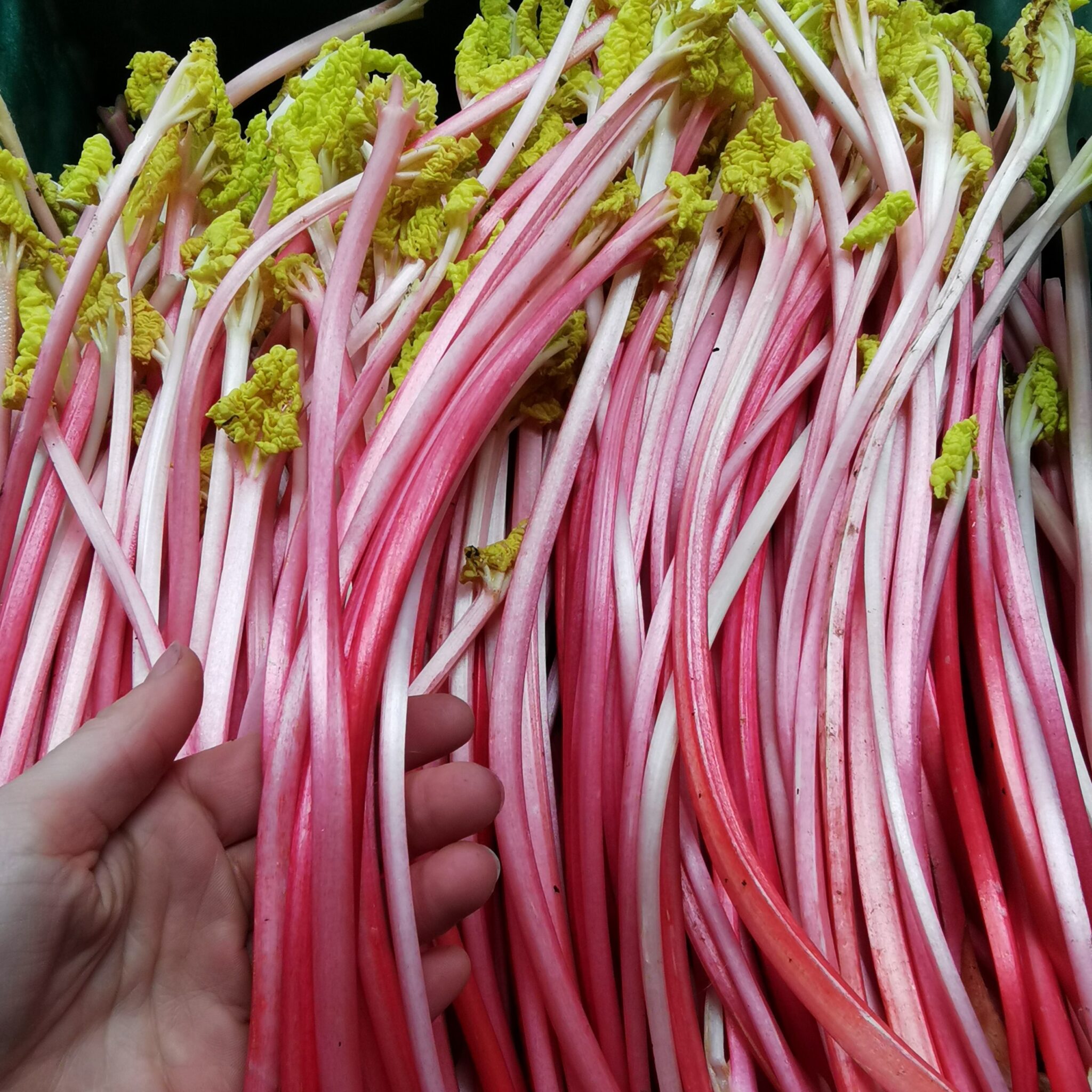 Roughway Farm | Online Fresh Produce | Kent Cobnuts