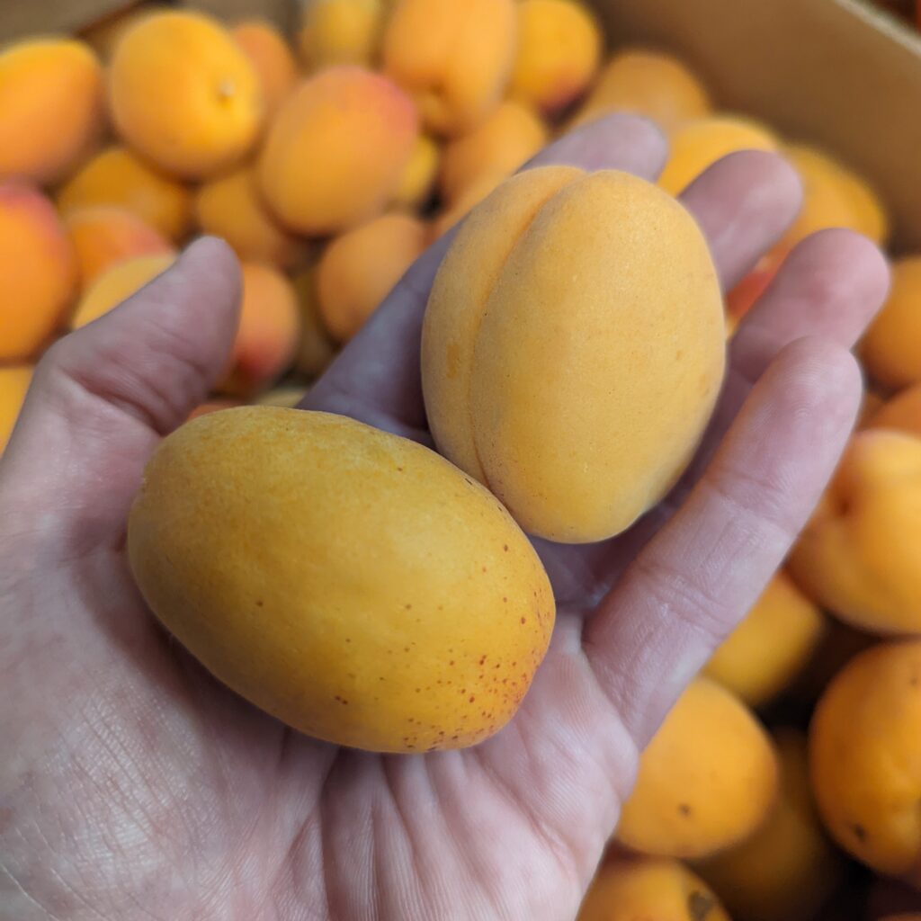 Roughway Farm | Online Fresh Produce | Kent Cobnuts