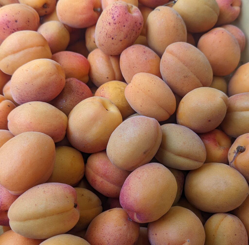 Roughway Farm | Online Fresh Produce | Kent Cobnuts