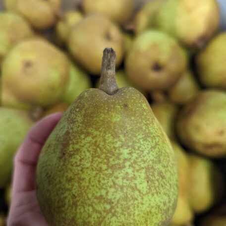 Roughway Farm | Online Fresh Produce | Kent Cobnuts