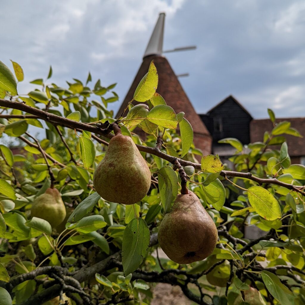 Roughway Farm | Online Fresh Produce | Kent Cobnuts